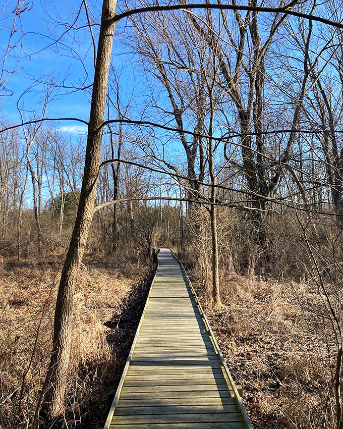 Winter's bare branches frame the boardwalk path, creating a stark beauty that reveals the preserve's skeleton while promising spring's eventual return.