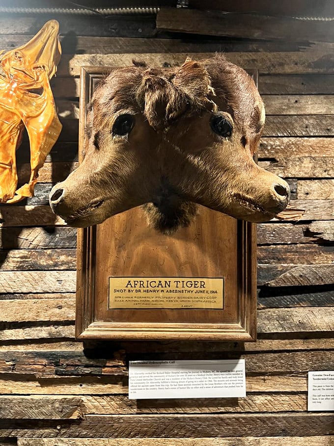 "African Tiger" reads the plaque on this two-headed calf specimen. Whoever named this clearly failed both zoology and geography, but nailed the art of showmanship.