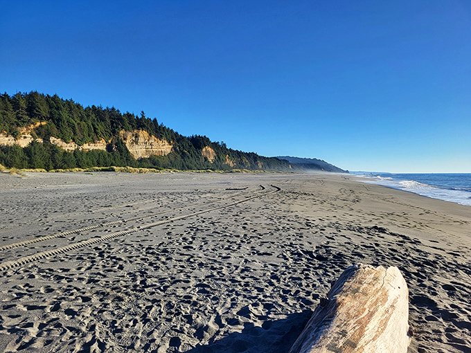 Gold Bluffs Beach stretches along the park's western edge, where forest meets ocean in a collision of ecosystems rarely found side by side.