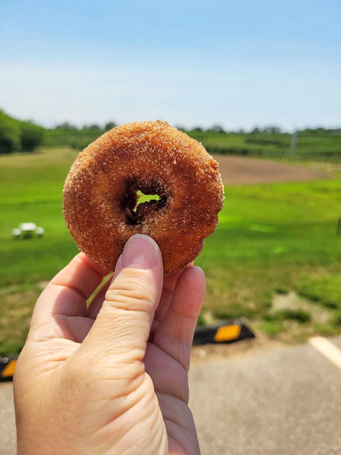 The cider donut, held against the backdrop of Michigan farmland, is the edible equivalent of autumn's greatest hits album.