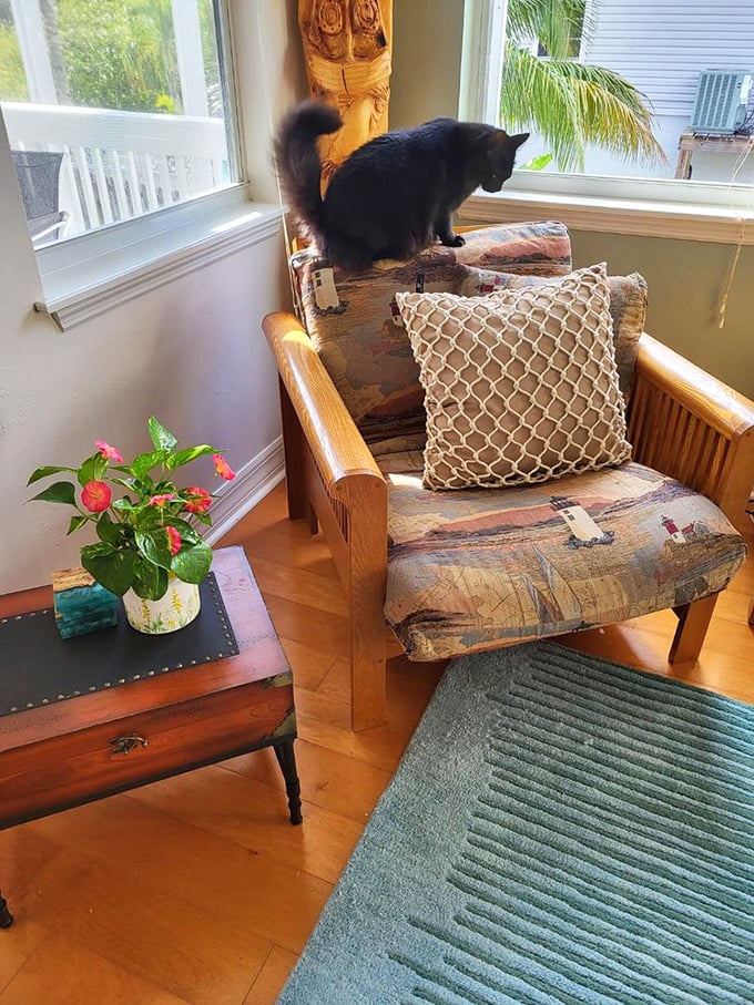 Even the resident feline knows quality when it sees it. This artfully upholstered chair has already passed the most discerning test.