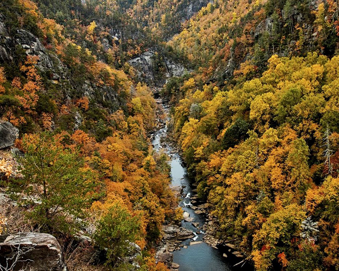 Tallulah Gorge in autumn is nature's fireworks display – a riot of color that makes you forget to check your phone.