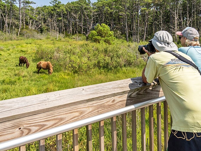 Just a short drive from Salisbury, wild ponies roam free at Assateague—nature's version of entertainment that doesn't require a streaming subscription.