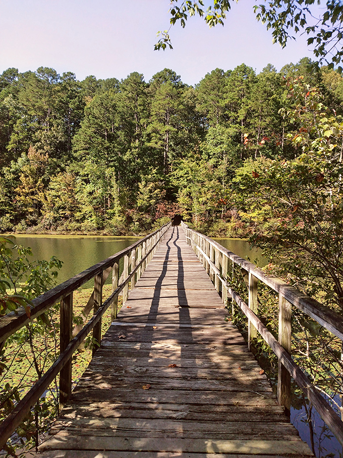 This wooden boardwalk doesn't just cross water—it crosses into another world. Sunlight plays between the planks while forest shadows beckon from the other side.