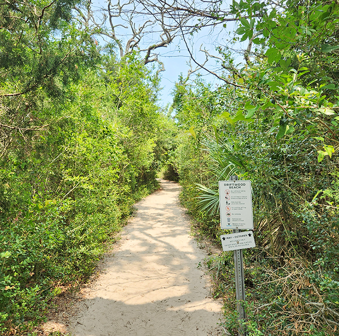 The journey to wonderland begins on this unassuming sandy path, with a helpful sign marking the way to Georgia's most unique beach.