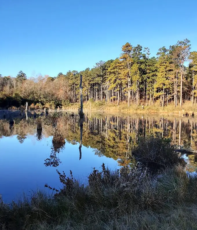 Mirror-like waters double the beauty of autumn pines. Nature showing off its photography skills with perfect reflections worthy of a calendar cover.