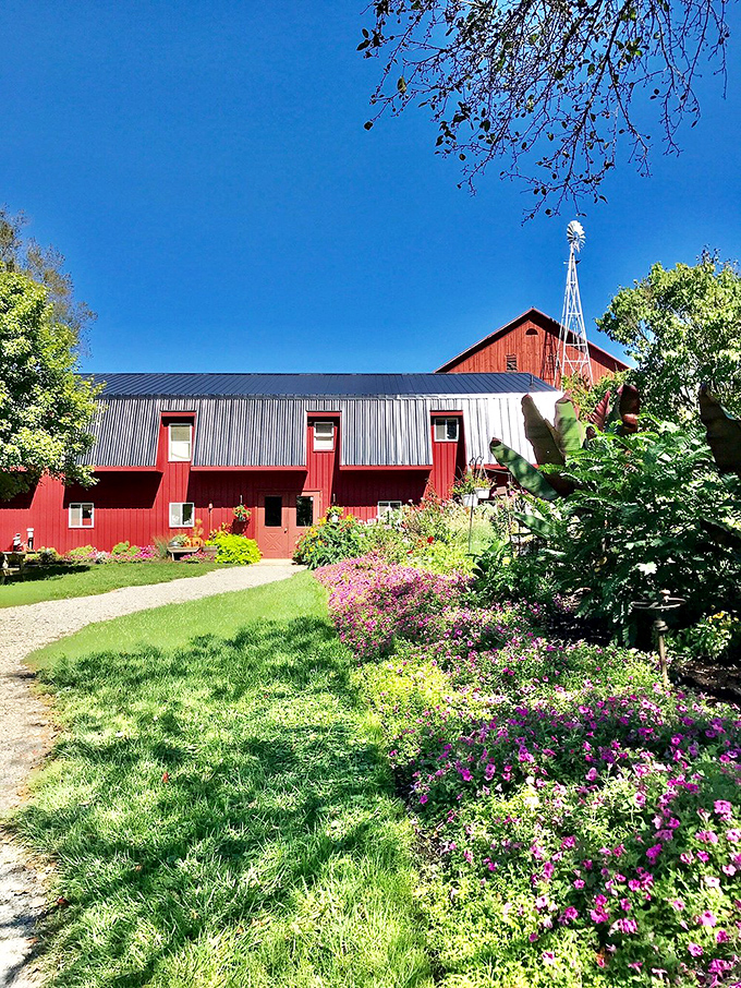 This classic red barn isn't just Instagram-worthy—it's a working testament to the agricultural heritage that makes Ohio's food scene so spectacular.