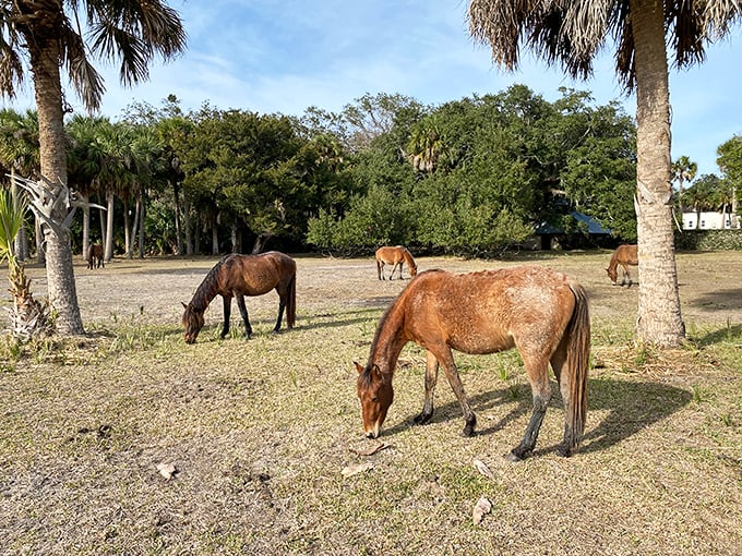 The true inheritors of Cumberland Island—wild horses graze nonchalantly where Carnegie carriages once rolled, nature's aristocracy reclaiming their domain.