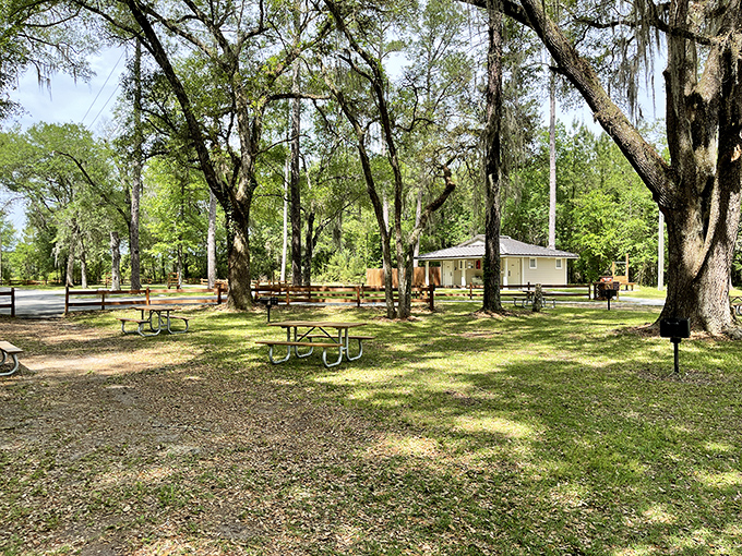 Picnic tables under ancient oaks dripping with Spanish moss—lunch with a side of Old Florida atmosphere that no restaurant could possibly replicate.