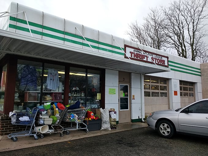 Shopping carts ready for action outside the Animal Welfare League – furry friends thank you for your business!