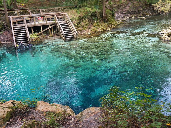 The boundary between spring and river creates nature's version of a half-and-half—crystal clear meets tannic brown at Blue Spring.