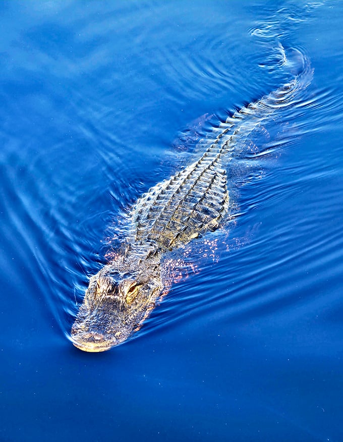Florida's original sunbather. This prehistoric resident glides through the water with the confidence of someone who's survived 200 million years of evolution.