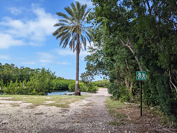 Green Turtle Hammock's tranquil trails whisper old Florida secrets. That lone palm seems to say, "Slow down, the emails can wait."