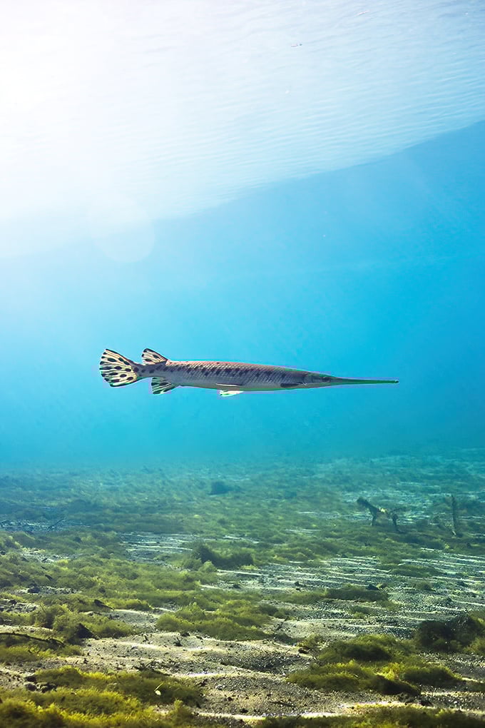 Underwater celebrity sighting! This longnose gar hasn't changed its look since dinosaurs roamed—talk about commitment to a style.