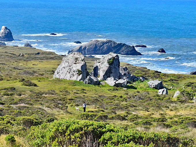 Nature's sculpture garden at Bodega Head, where wind and water have collaborated for millennia on masterpieces no human could design.