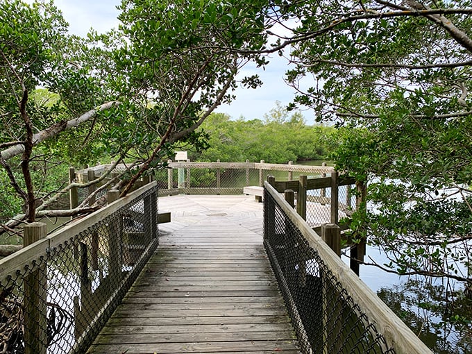 Mangrove magic awaits. Quick Point Nature Reserve's boardwalks invite you to venture into Florida's crucial coastal ecosystem.