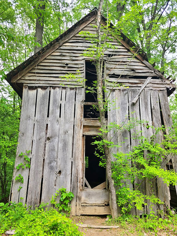 This weathered wooden structure isn't awaiting a home makeover show – it's a time capsule of rural Tennessee, slowly returning to the earth.