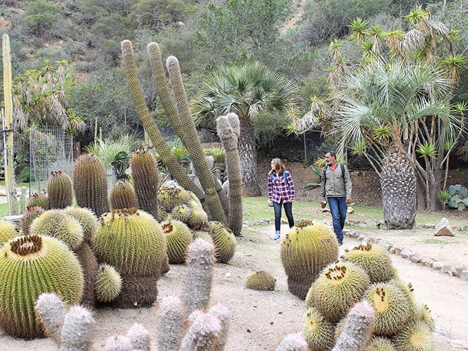 The Wrigley Botanical Garden showcases desert plants that appear to be auditioning for roles in a Dr. Seuss book—spiky, whimsical, and surprisingly photogenic.