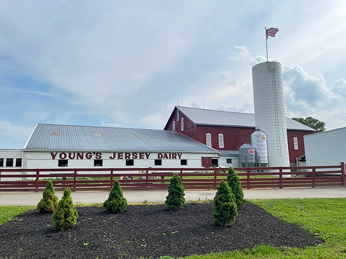 Young's Jersey Dairy isn't just a farm—it's an ice cream pilgrimage site where cones are served with a side of rural nostalgia.