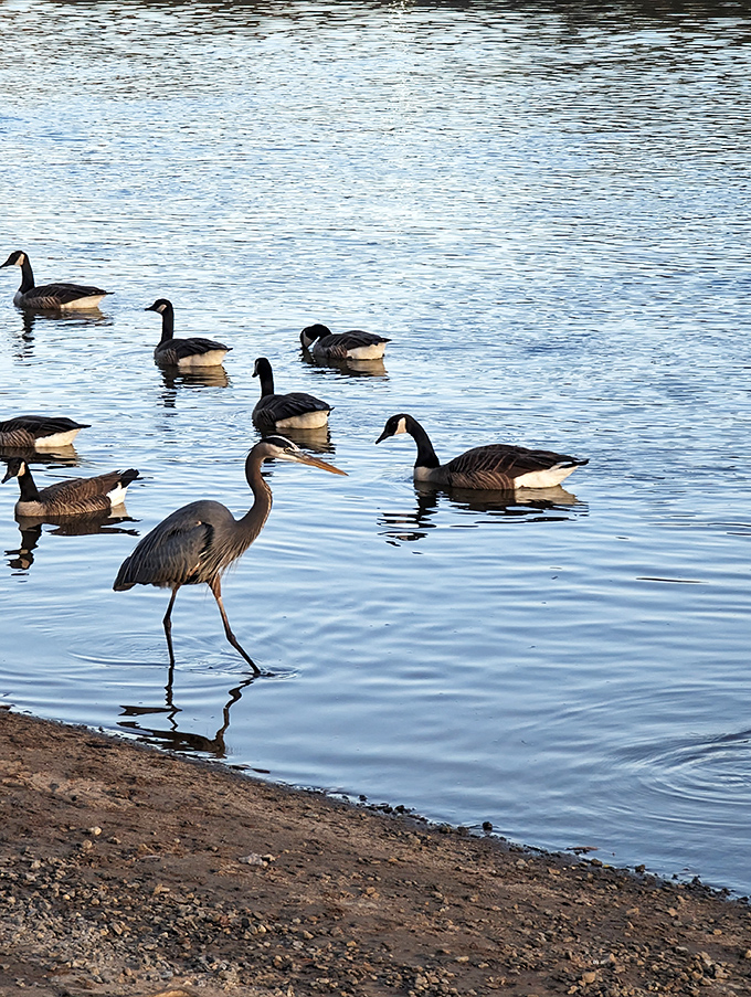 Nature's welcoming committee – a great blue heron leads the geese in what looks suspiciously like a riverside conga line.