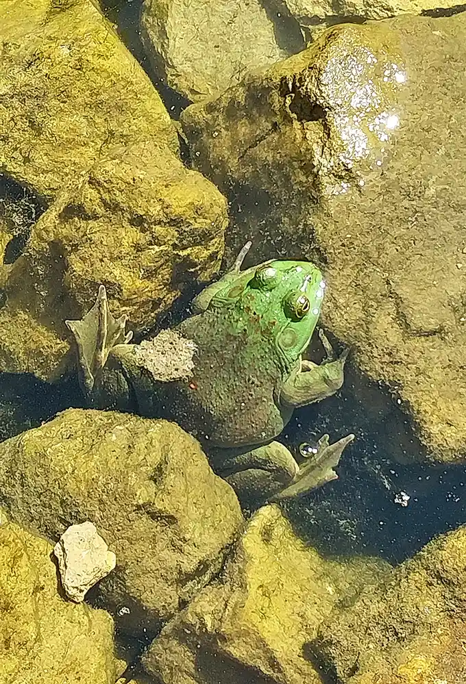 Meet the unofficial greeter of Thunder Bay Falls – this emerald amphibian didn't make the tourism brochure, but he's been working here longer than anyone.