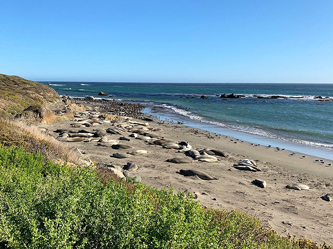 Nature's most impressive loafers. These sea lions have mastered the art of retirement—sunbathing, occasional swimming, and judging passersby with sleepy eyes.