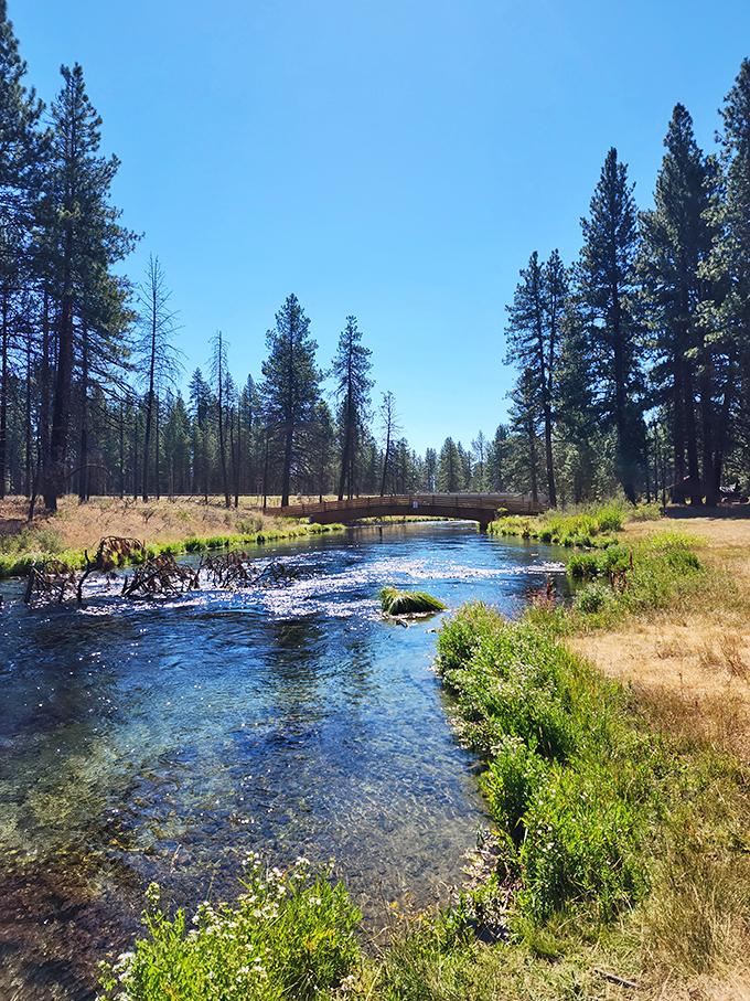 Ponderosa pines stand guard over Collier Memorial's pristine waters, a scene unchanged for generations.