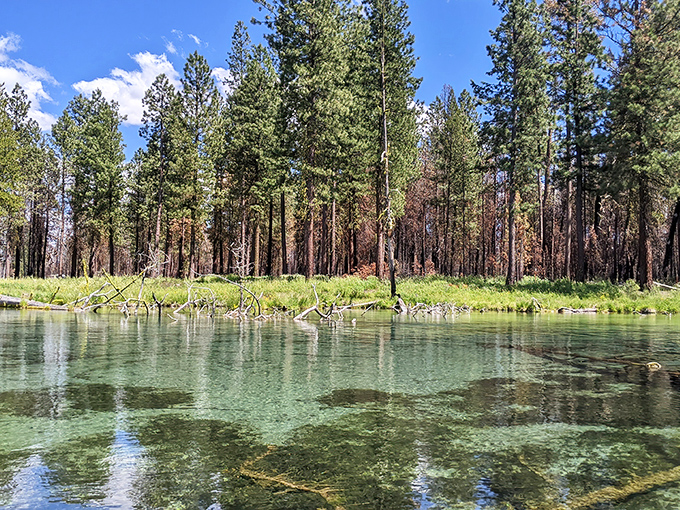 Crystal clarity that would make diamond merchants jealous – Collier Memorial's spring-fed waters invite you in.
