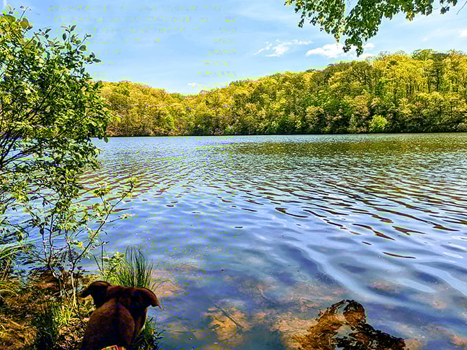 Sunlight dapples this serene lake surface, creating a kaleidoscope of sparkles that outshines any disco ball.