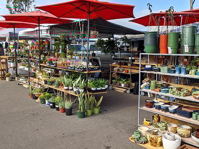 Plants, pots, and possibilities! Turn your home into a jungle paradise for the price of a fancy coffee.