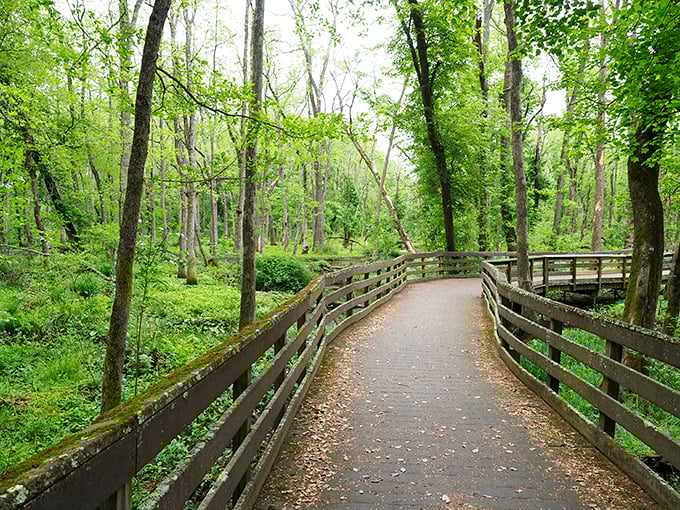 Wooden boardwalk through lush greenery—like walking through Jurassic Park, but with fewer velociraptors.