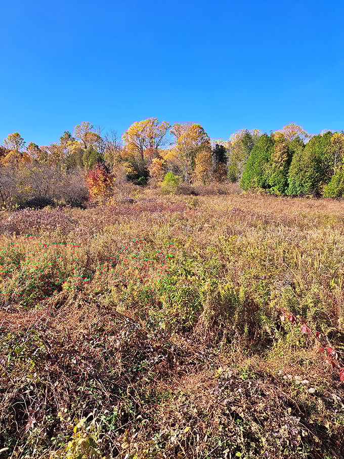 Fall's palette transforms the meadow into a tapestry of amber and russet, where even dying foliage manages to look spectacularly photogenic.