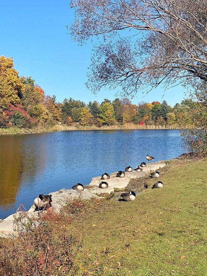 Beaver Pond's resident geese have clearly found their retirement spot too—waterfront property with excellent lounging opportunities.