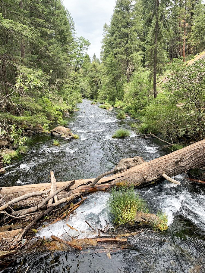 Burney Creek meanders peacefully after its dramatic plunge, as if catching its breath and wondering what all the fuss was about.