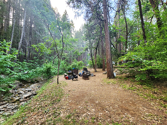 Primitive camping at its finest. No luxury glamping here—just you, towering pines, and stars that don't need a filter.