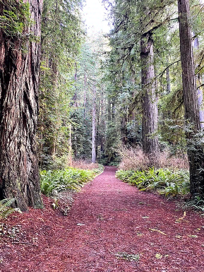 Cathedral Trees Trail delivers on its name's promise, with redwoods creating a natural vaulted ceiling that puts Notre Dame to shame.