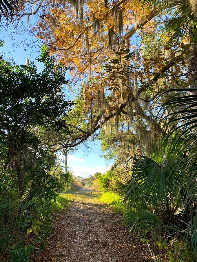 Nature's air conditioning flows through the Enchanted Forest Sanctuary, where Spanish moss drapes over trails like Florida's version of Narnia.