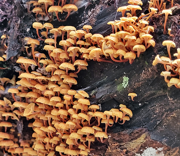 Nature's tiny mushroom metropolis thrives on fallen logs – a miniature civilization that looks like something from a fairy tale or a very ambitious cooking show.
