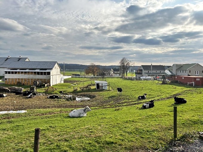 Pastoral perfection unfolds beyond the tracks—Amish farmland where Holstein cows seem to pose for a calendar shoot against rolling green hills.