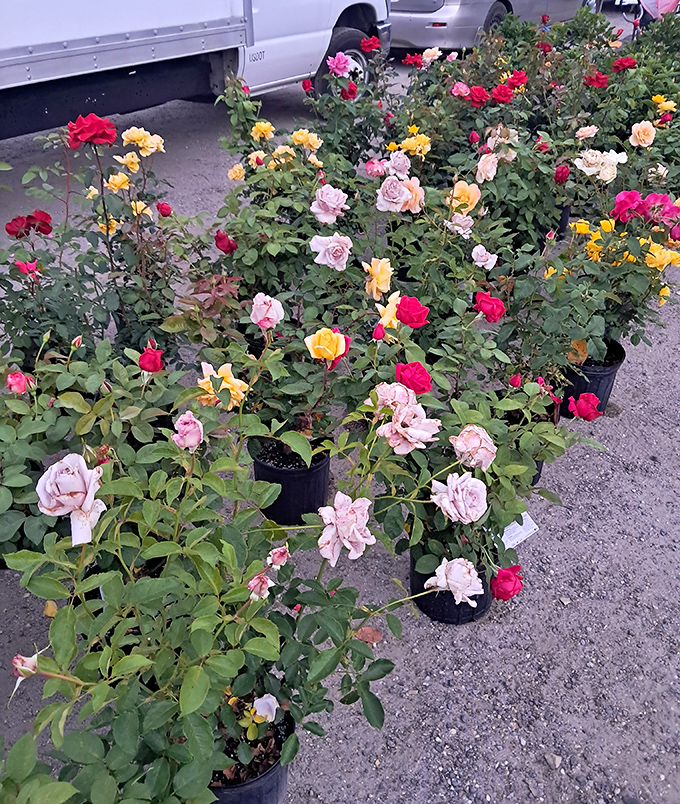 A portable garden center blooming with possibility. These roses aren't just plants—they're future anniversaries, apologies, and front yard transformations waiting to happen.