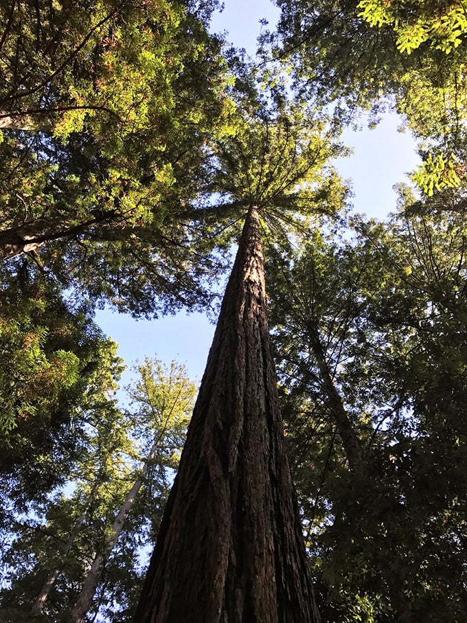 This rugged trail climbs toward blue skies and panoramic views. The reward-to-effort ratio here is better than most retirement plans. 
