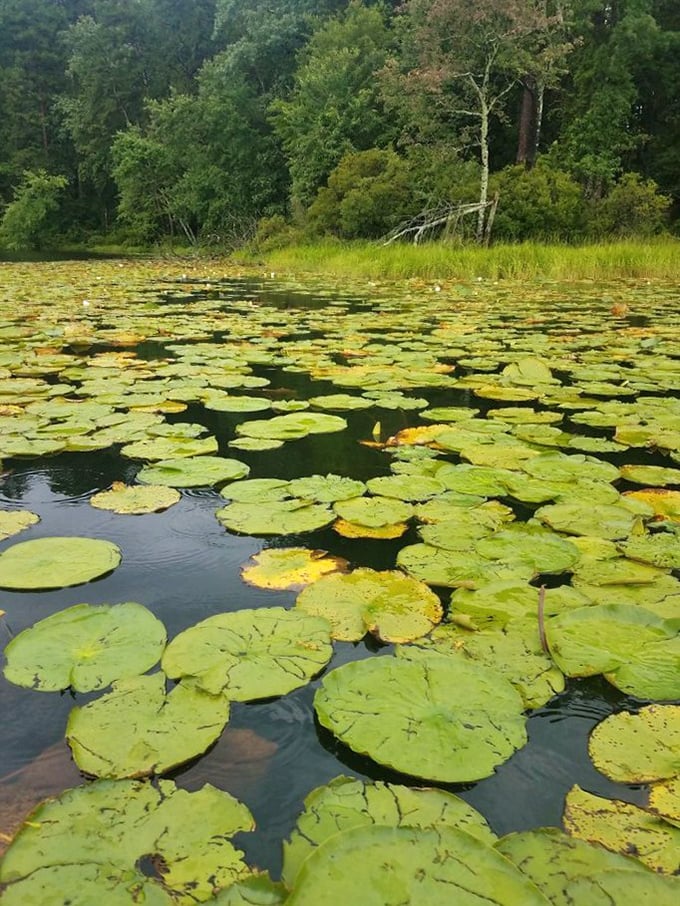 Water lilies create nature's mosaic across the lake surface. Monet would've set up his easel here and forgotten to leave.