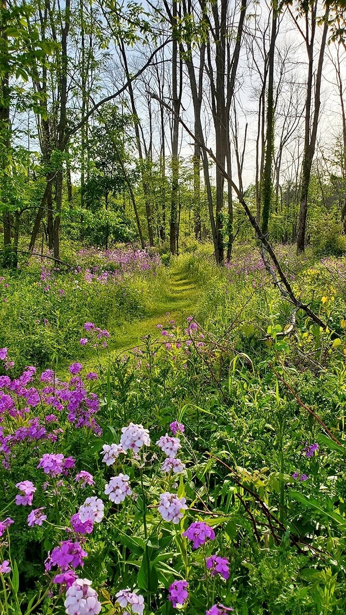 Nature's wildflower garden puts any human landscaping to shame. These purple blooms didn't need Pinterest for inspiration—they're the original trendsetters.