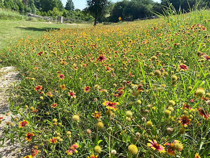 Nature's fireworks display—Texas wildflowers putting on a show that makes even the most dedicated indoor person consider hiking boots.