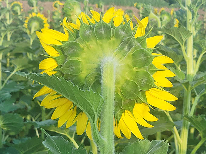 The rarely seen backstage view. Even from behind, a sunflower reveals intricate details that most visitors hurry past.