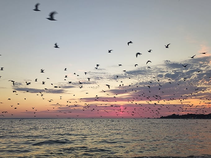 Sunset air traffic at its finest. No flight delays here – just nature's aerial ballet performed by local birds against a canvas of pink and gold.