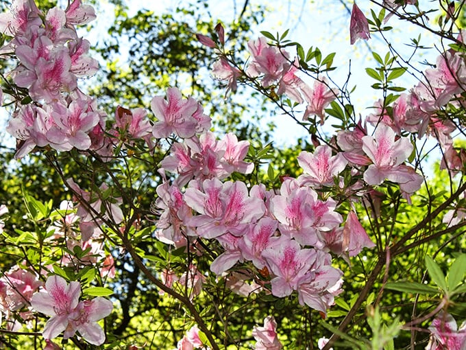 These delicate azalea blossoms don't just bloom – they perform, turning spring into a standing-ovation-worthy spectacle of pink perfection.