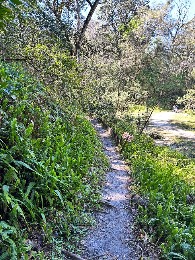Nature's version of a hallway—narrow, verdant, and significantly more impressive than anything in your average split-level ranch home.