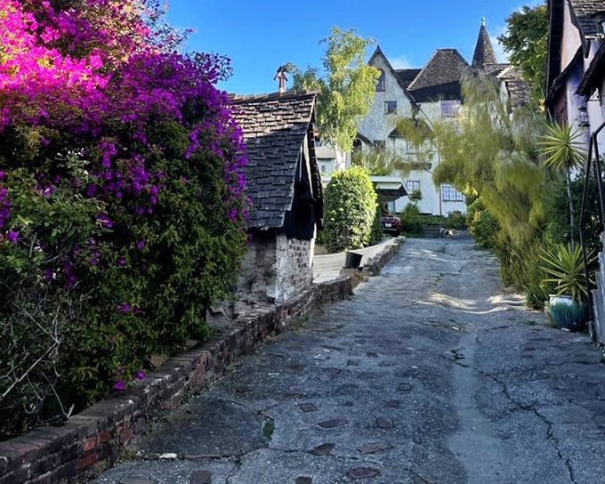 Bougainvillea blooms create a purple carpet fit for royalty, if royalty preferred Berkeley to Buckingham Palace. 