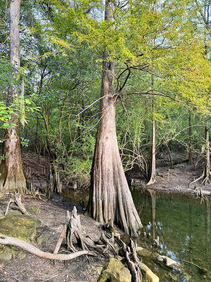 Magnificent cypress sentinels stand guard over the waterway, their knobby knees poking through the surface like curious observers taking a peek.